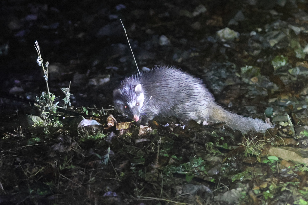 Small-toothed Ferret Badger from 8P243CX9+WV on December 27, 2024 at 11 ...