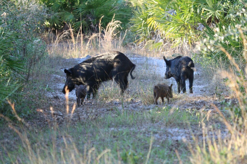 Wild Boar from Polk County, FL, USA on January 3, 2025 at 06:00 PM by ...