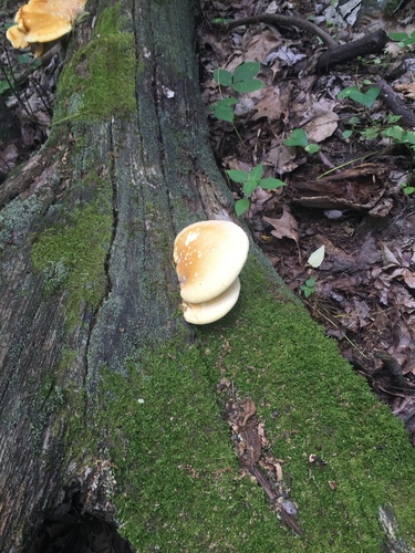 Oak polypore (Fomitopsis pulvina) · iNaturalist
