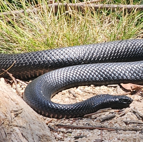 Red-bellied Black Snake (Pseudechis porphyriacus) - Snakes and Lizards