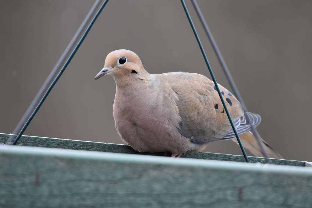 Mourning Dove from Squirrel Hill South, Pittsburgh, PA, USA on January ...