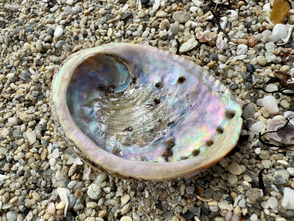 Roe's abalone from Kent-Nornalup Ward, Parryville, WA, AU on January 4 ...