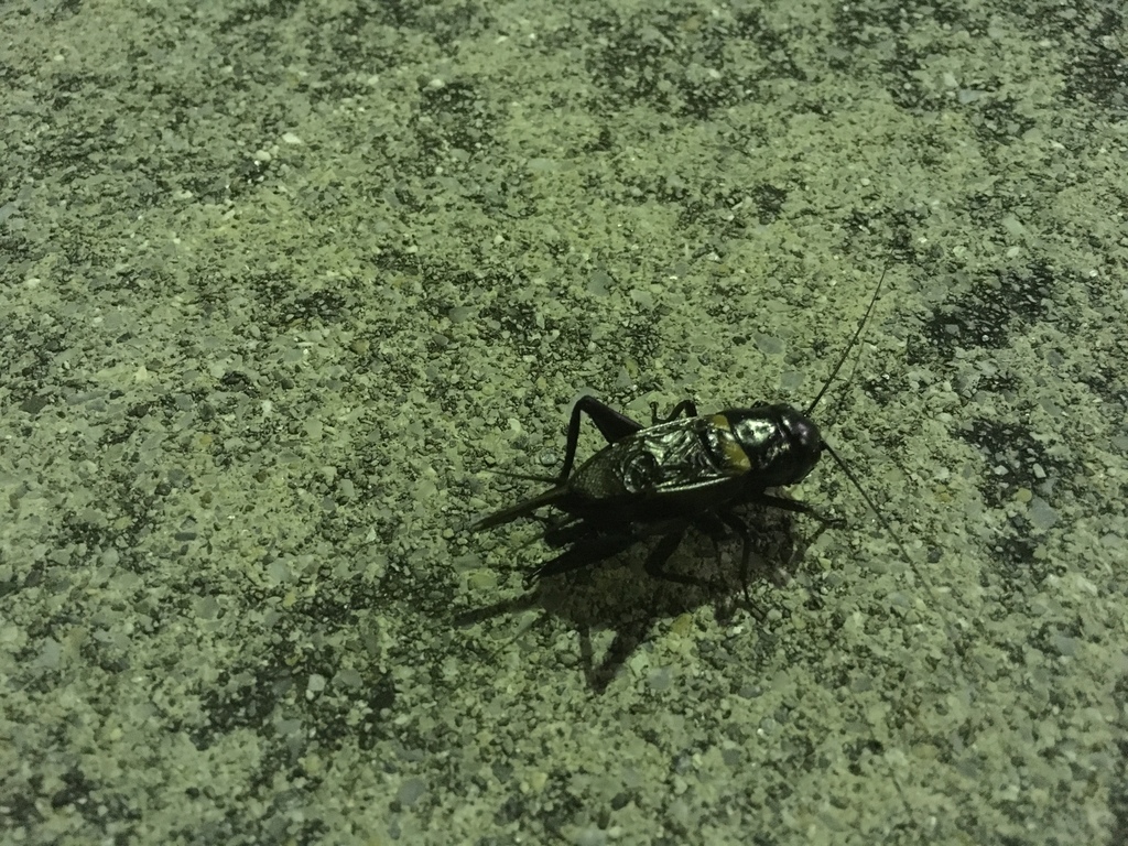 Southern Field Cricket from 新川166-4, 島尻郡南風原町, 沖縄県, JP on July 26, 2019 ...