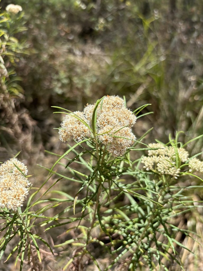 Shiny Cassinia from South Wolumla, NSW, AU on January 4, 2025 at 12:12 ...