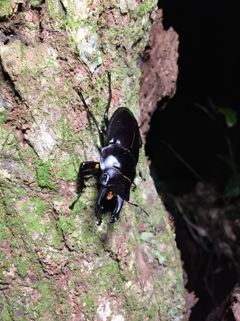 Neolucanus okinawanus in September 2018 by Tね · iNaturalist