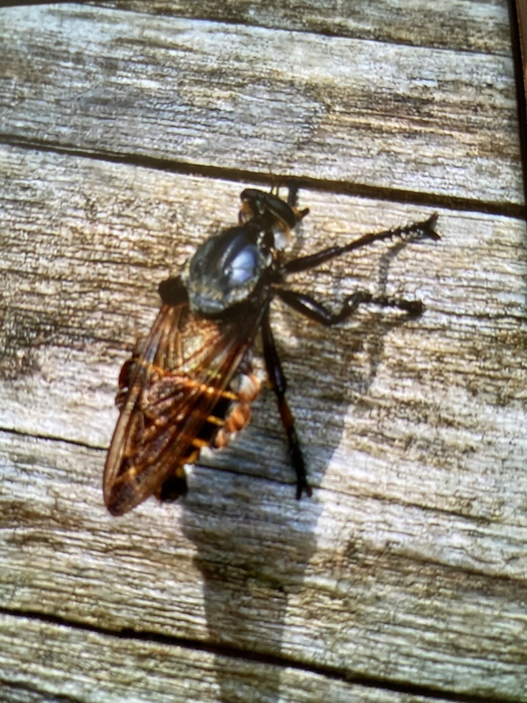 Giant Blue Robber Fly from Ku-ring-gai Chase National Park, Ku-Ring-Gai ...