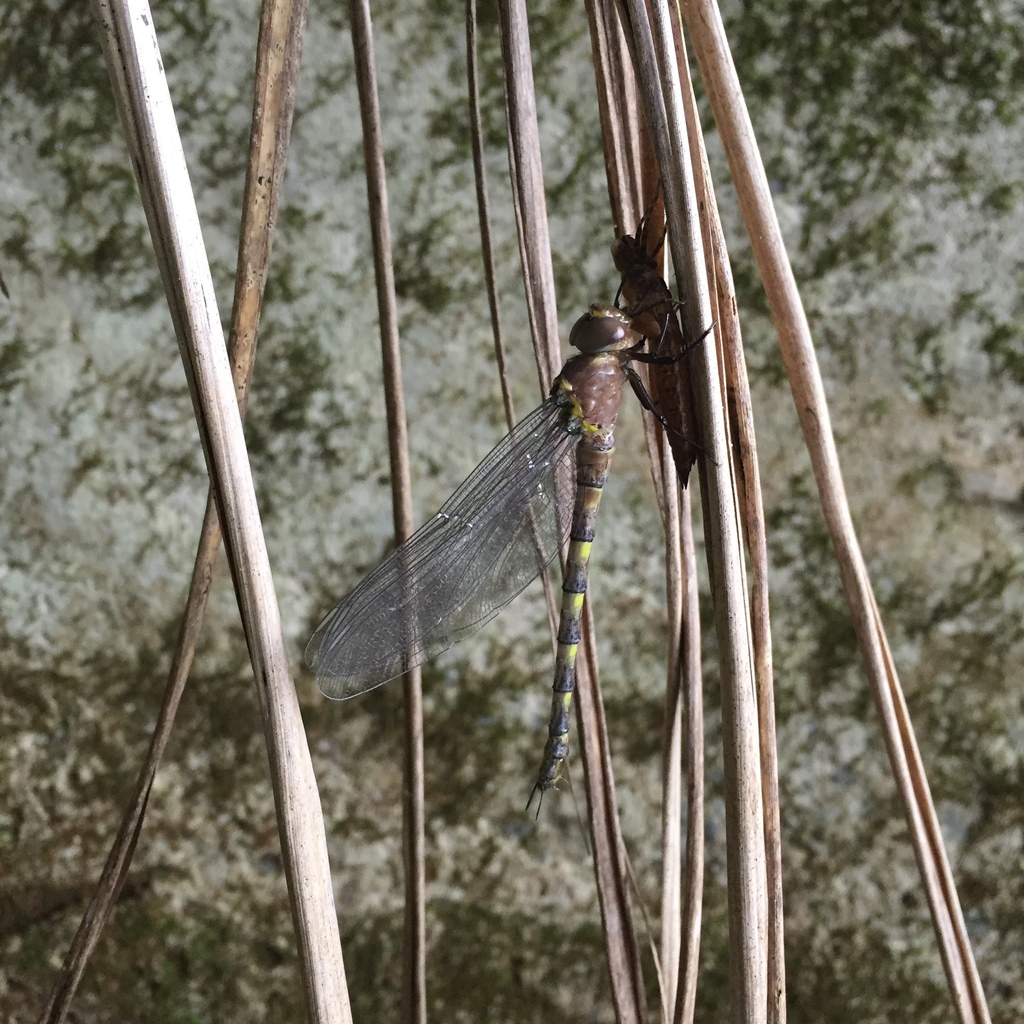 Gynacantha ryukyuensis from 日本、〒905-0202 沖縄県国頭郡本部町嘉津宇 on April 28, 2019 ...