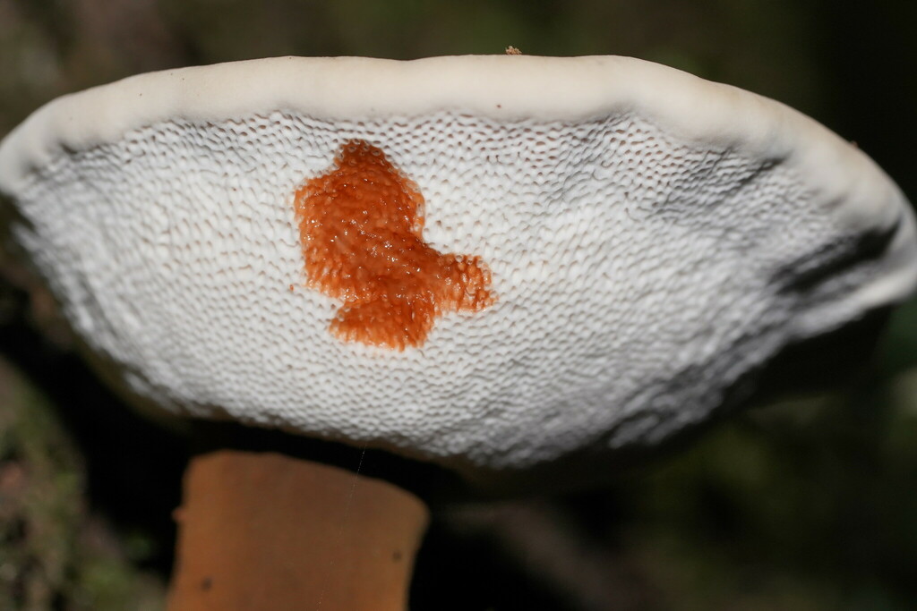 red-staining stalked polypore from Ada VIC 3833, Australia on January 3 ...