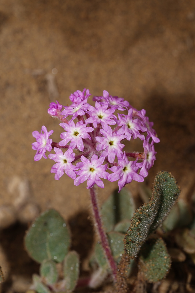 Pink Sand Verbena from Torrey Pines State Natural Reserve, San Diego ...