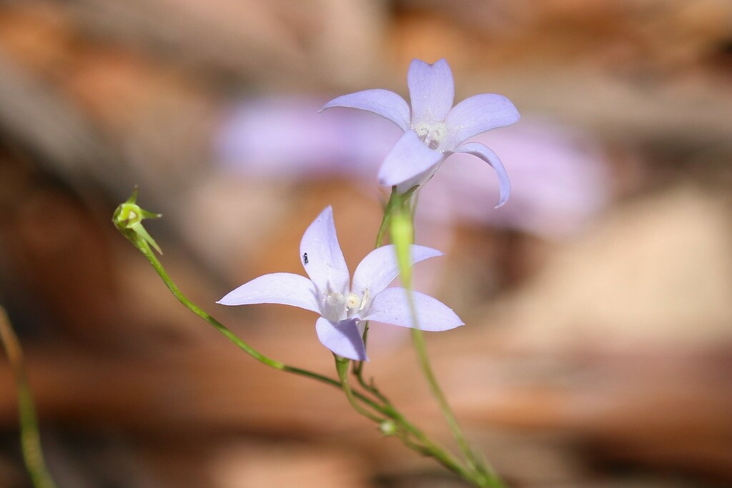 Tufted Bluebell from Stranger Pond Tuggeranong, ACT, Australia on ...