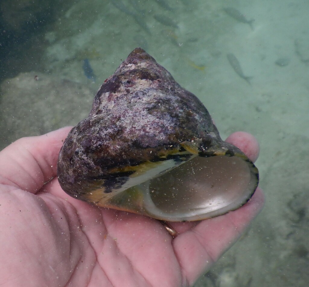 West Indian Top Shell from Chill Island Beach, Coco Cay, The Bahamas on ...
