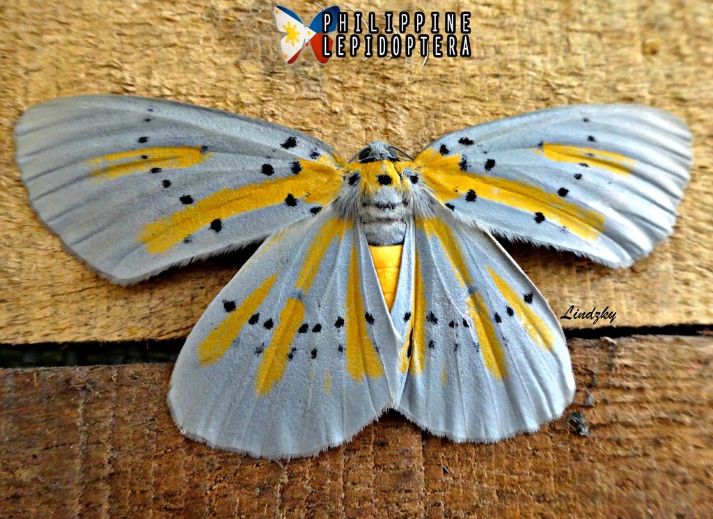 Bracca monochrias from Baguio, Benguet, Philippines on June 22, 2014 at ...