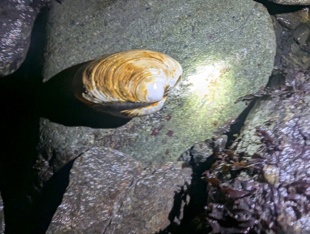Butter Clam from Seward, AK, USA on January 3, 2025 at 09:03 PM by ...