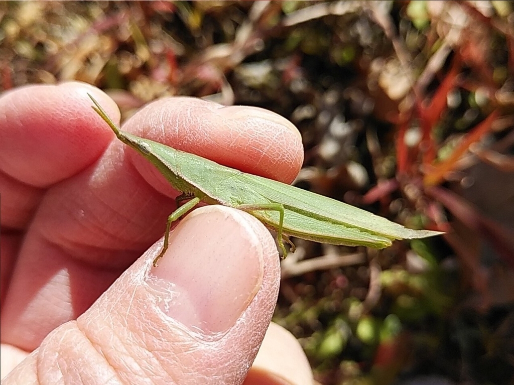 Atractomorpha lata in January 2025 by hoshi-mokyu · iNaturalist