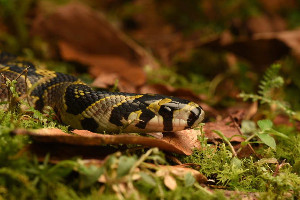 Mandarin Ratsnake in July 2024 by shuo_hsu · iNaturalist