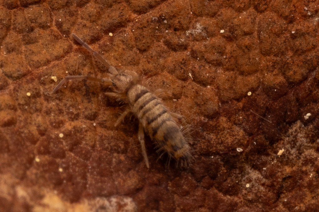 Entomobrya multifasciata in April 2024 by Alan Yoshioka · iNaturalist