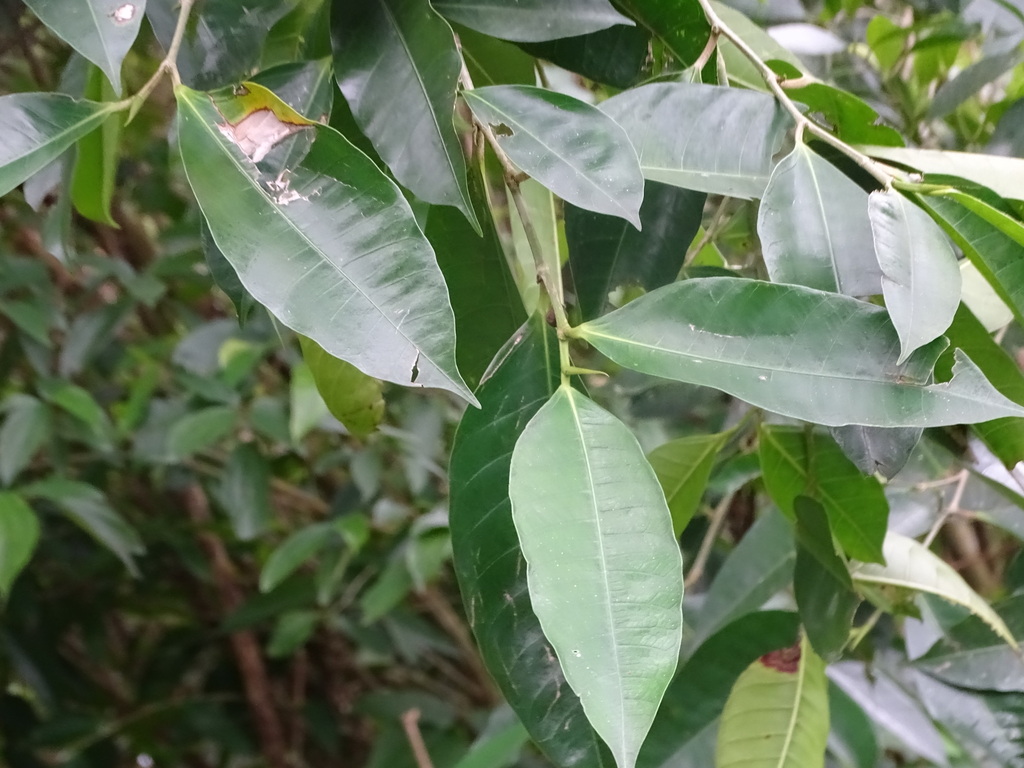 figwood from 台灣臺北 on January 4, 2025 at 08:39 AM by 李成華 · iNaturalist