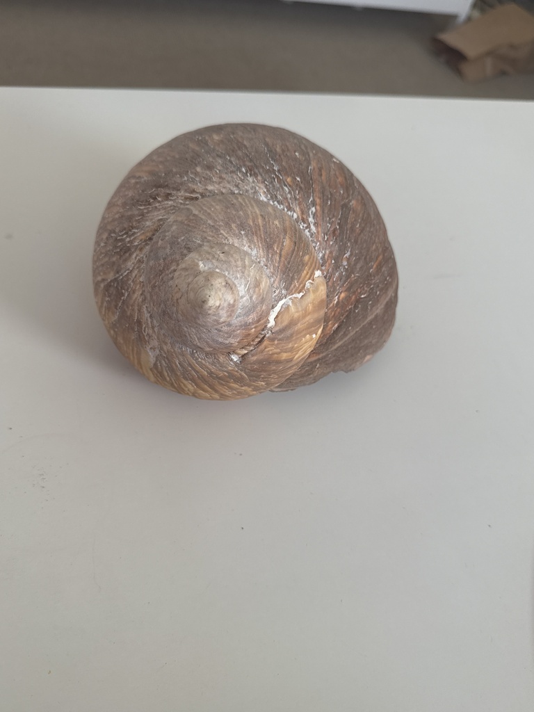 Turbo jourdani from Indian Ocean, Port Kennedy, WA, AU on January 4 ...