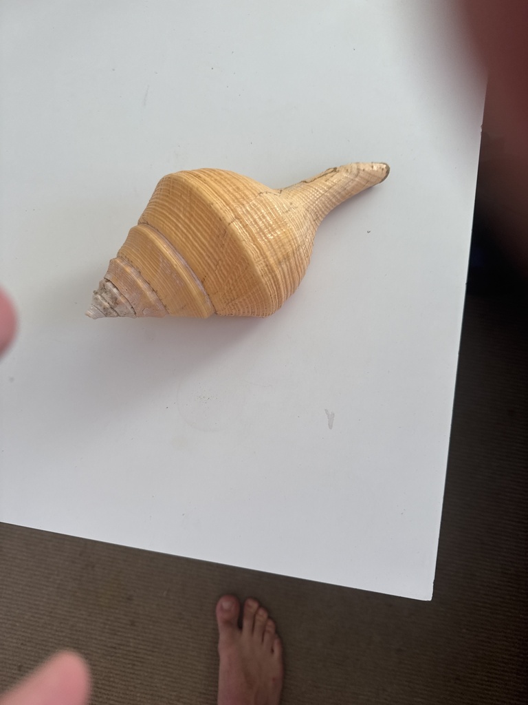 Australian Trumpet from Indian Ocean, Peron, WA, AU on August 3, 2023 ...