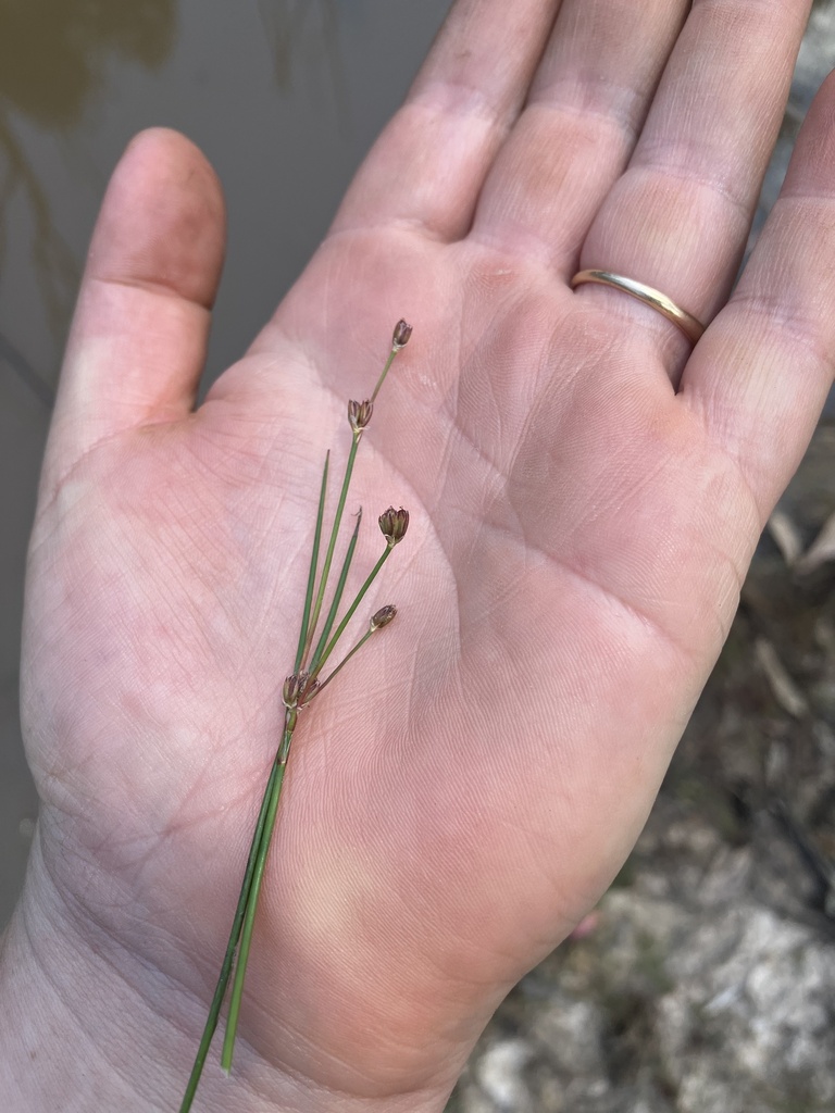 Bulbous Rush from Ewing Morass Wildlife Reserve, Wombat Creek, VIC, AU ...