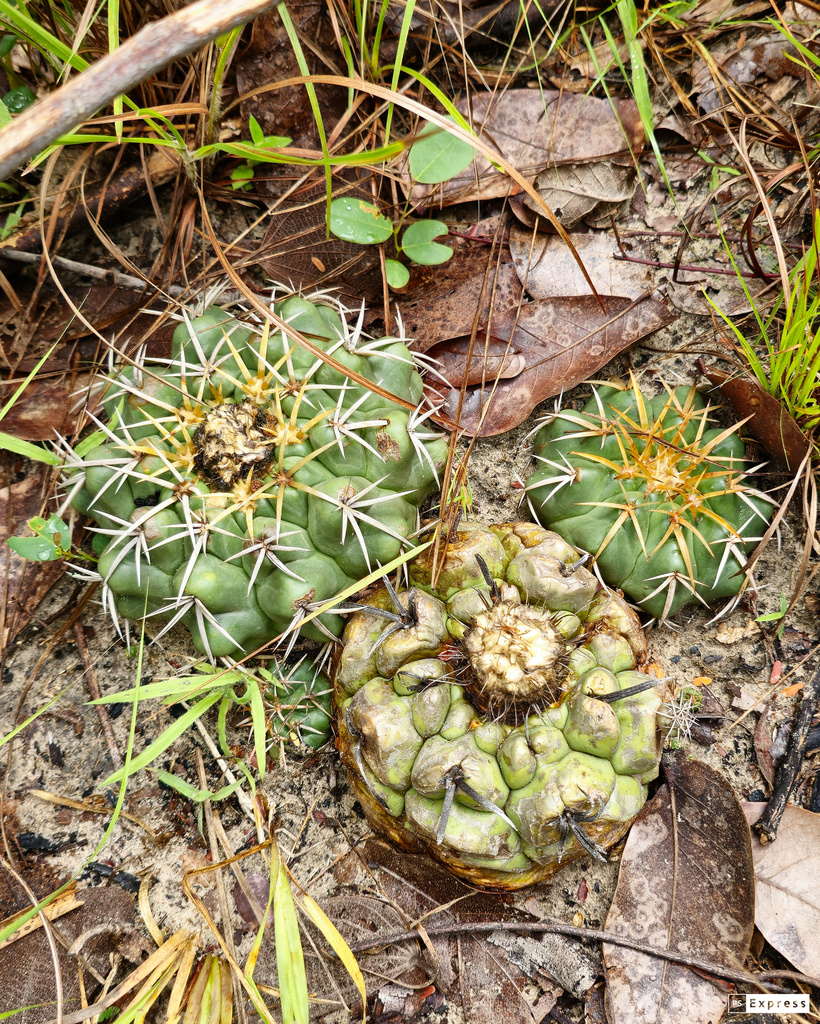 Discocactus catingicola in December 2024 by Paulo Mascaretti · iNaturalist