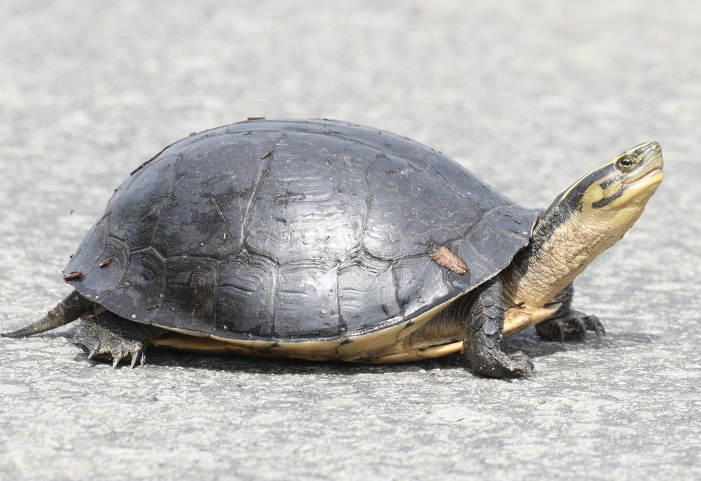 Sunda Box Turtle from Sandakan, Sabah, Malaysia on January 2, 2025 at ...