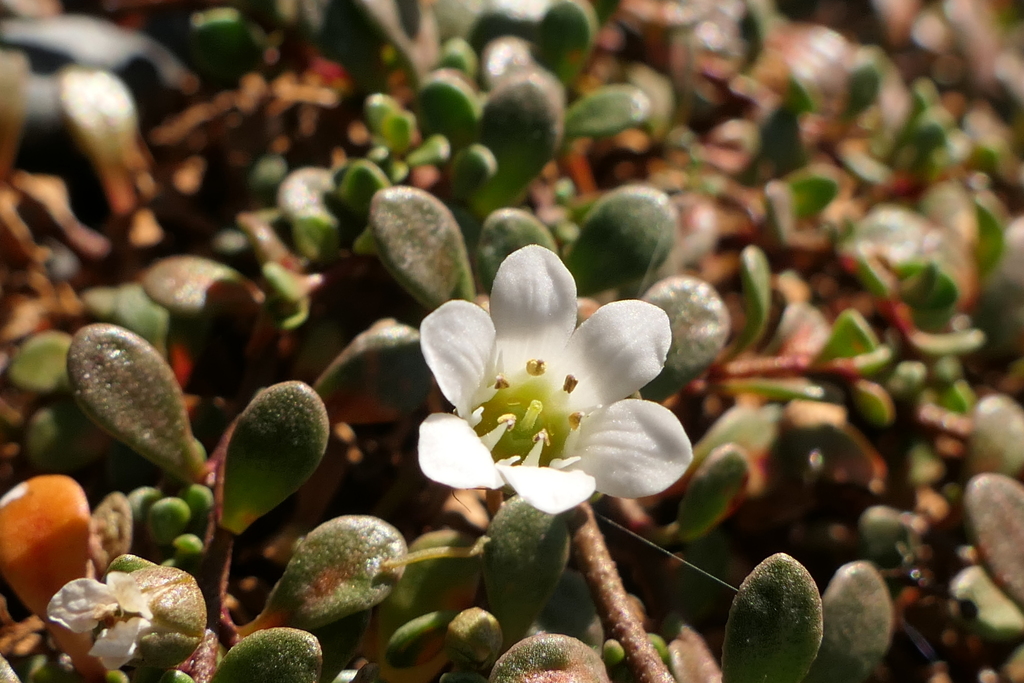 Samolus repens repens from Stephen's Island, Marlborough District ...