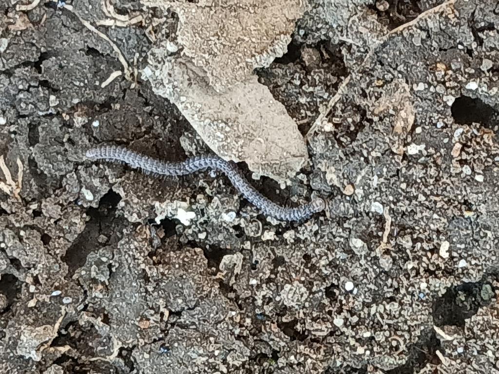 Worm-like Millipedes from University of the Philippines Diliman on ...