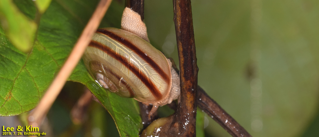 Nesiohelix samarangae from Taean, Chungcheongnam-do, South Korea on July 26, 2019 at 09:31 AM by ...