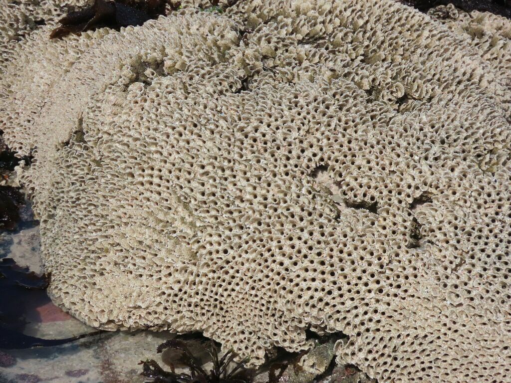 Cape Reef-worm from Agulhas, Overberg District Municipality, South ...