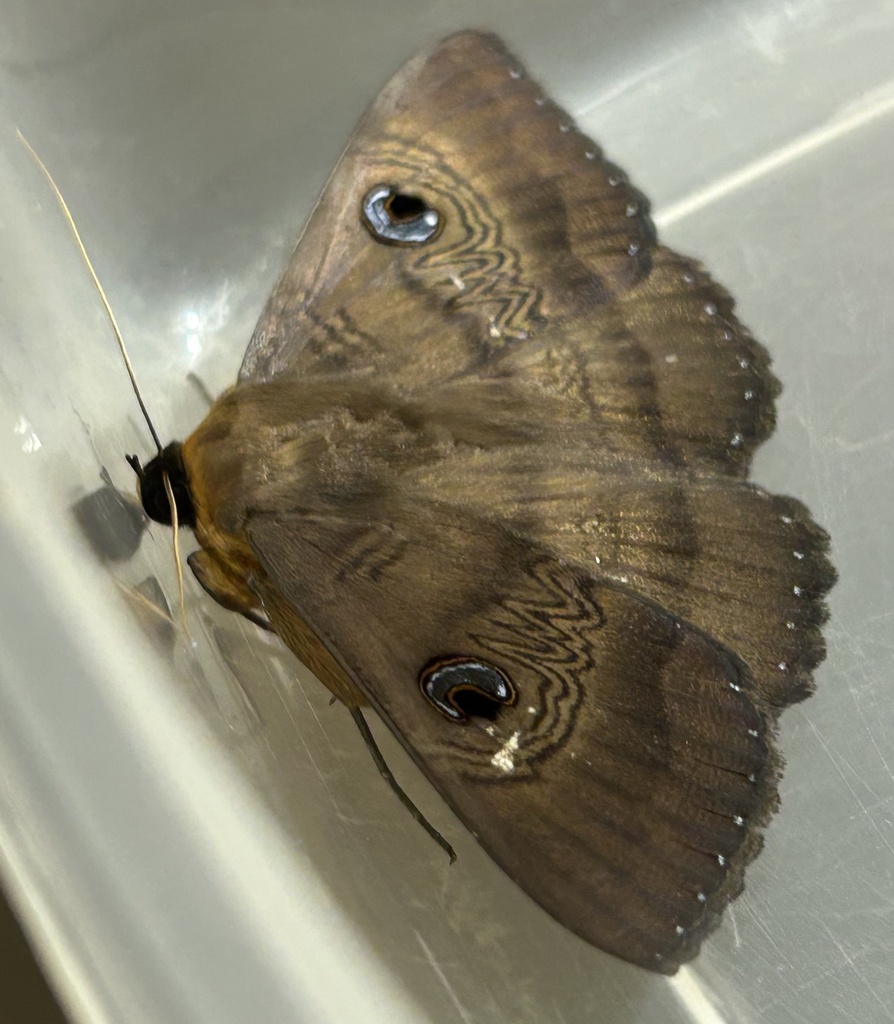 Southern Moon Moth from McNicoll St, Hughes, ACT, AU on January 4, 2025 ...