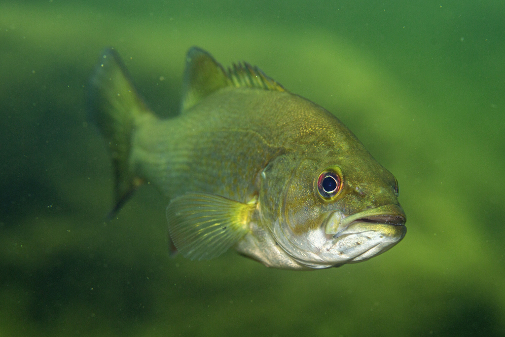 Smallmouth Bass from Harrisville, NH, USA on August 25, 2024 at 03:52 ...