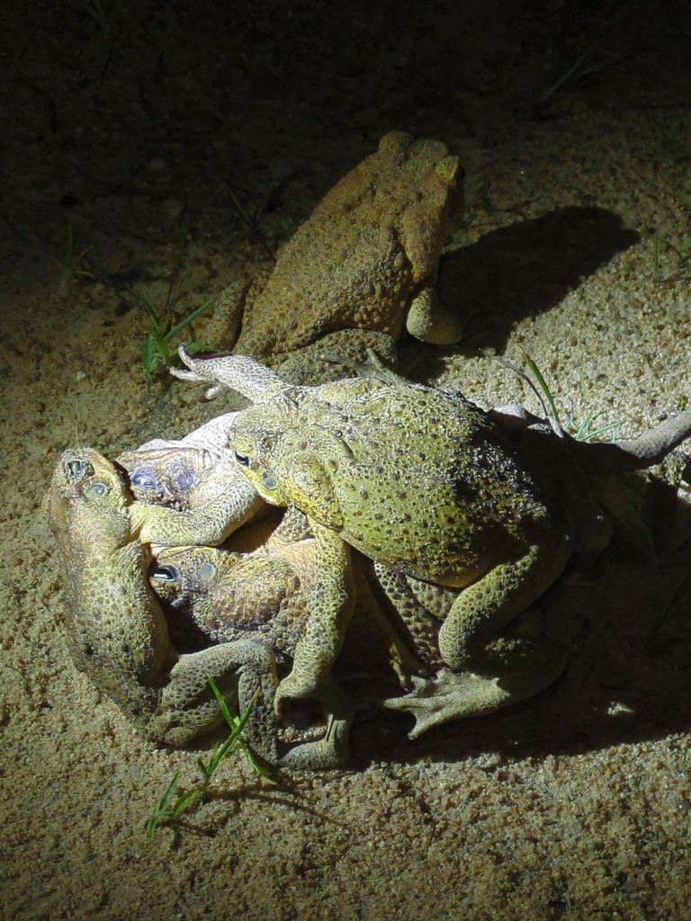 Cane Toad from Cook, AU-QL, AU on January 04, 2025 at 10:42 PM by ...