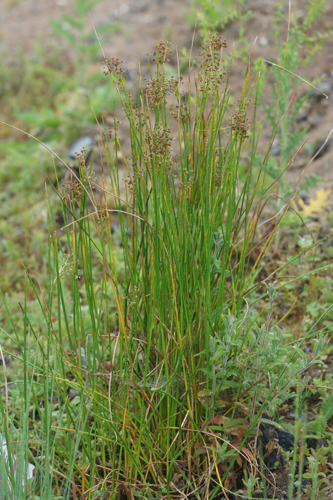 Blunt-flowered Rush from 68 Oberhausen-Rheinhausen, Deutschland on June ...
