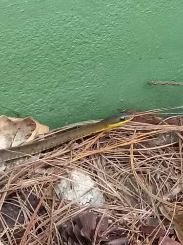 Barred Forest Racer (Dendrophidion percarinatum) - Snakes and Lizards