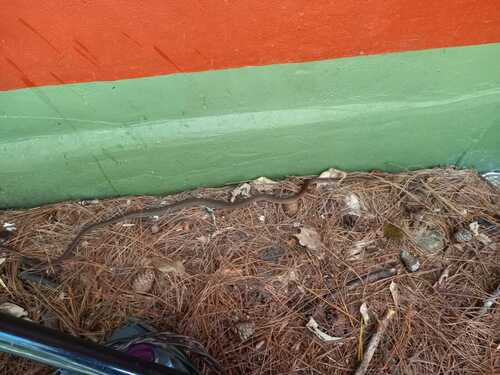 Barred Forest Racer (Dendrophidion percarinatum) - Snakes and Lizards