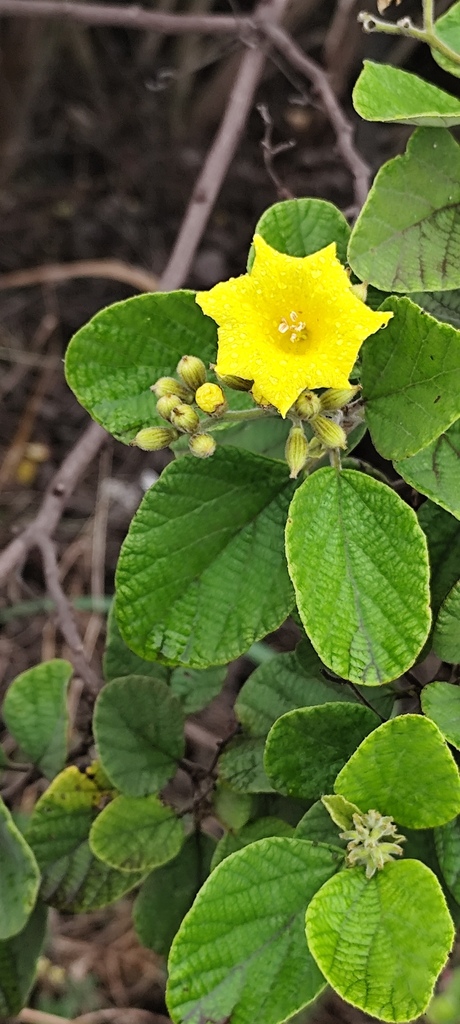 yellow geiger from Puerto Ayora, Ecuador on January 3, 2025 at 02:06 PM ...
