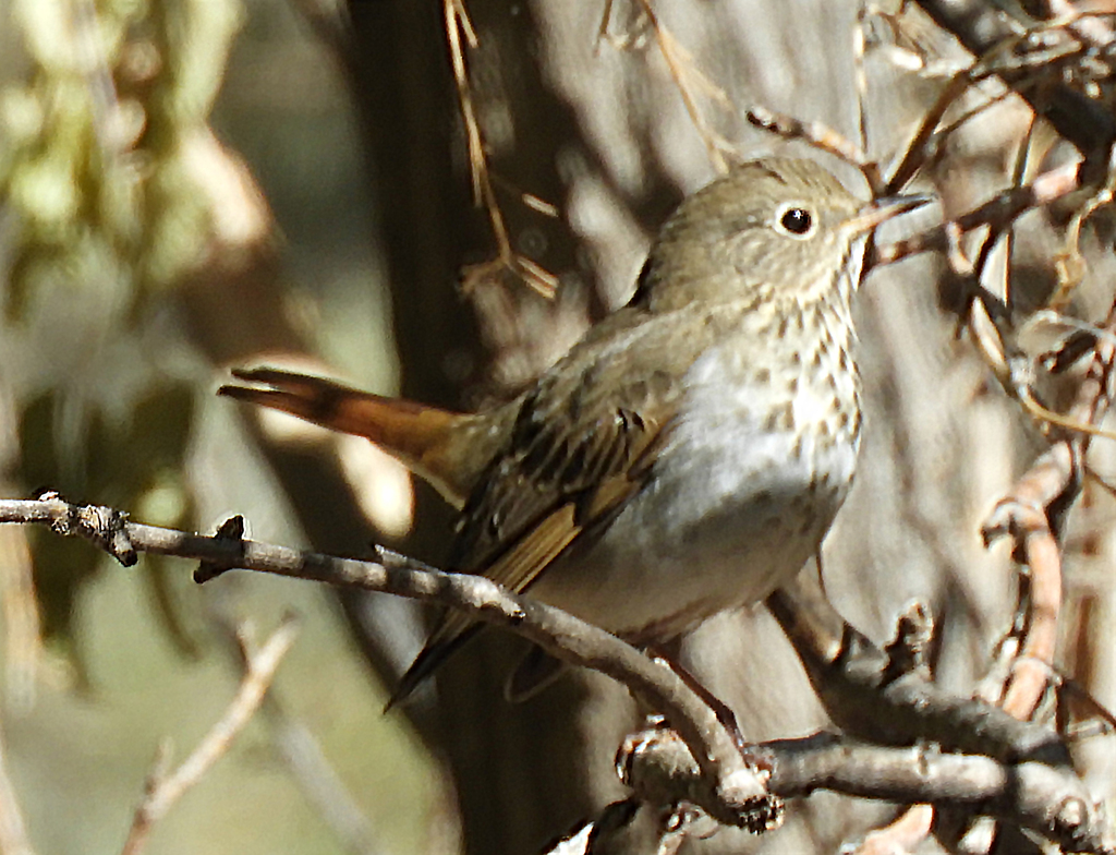 Hermit Thrush from Capitol Reef NP, Wayne County, UT, USA on October 6 ...