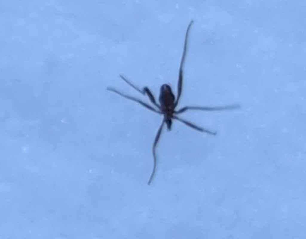 Snow Flies from 34508 Willingen, Germany on January 4, 2025 at 03:07 PM ...