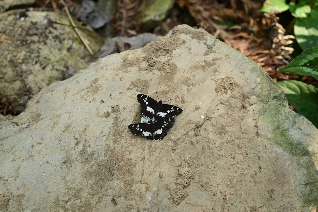 White-banded Flat from 中国贵州省黔东南苗族侗族自治州雷山县方祥乡 邮政编码: 557107 on April 16 ...
