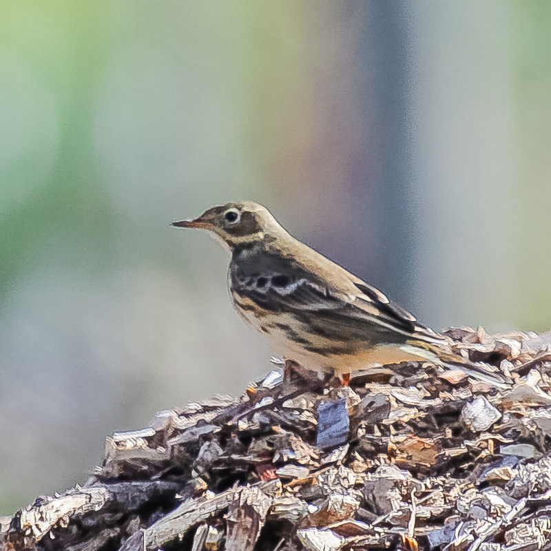 American Pipit from Warren, NJ, USA on October 10, 2011 at 10:38 AM by ...