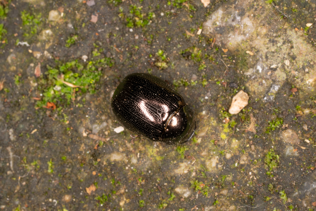 Apogonia splendida from 香港山頂太平山 on May 15, 2024 at 11:27 PM by Lam Wing ...