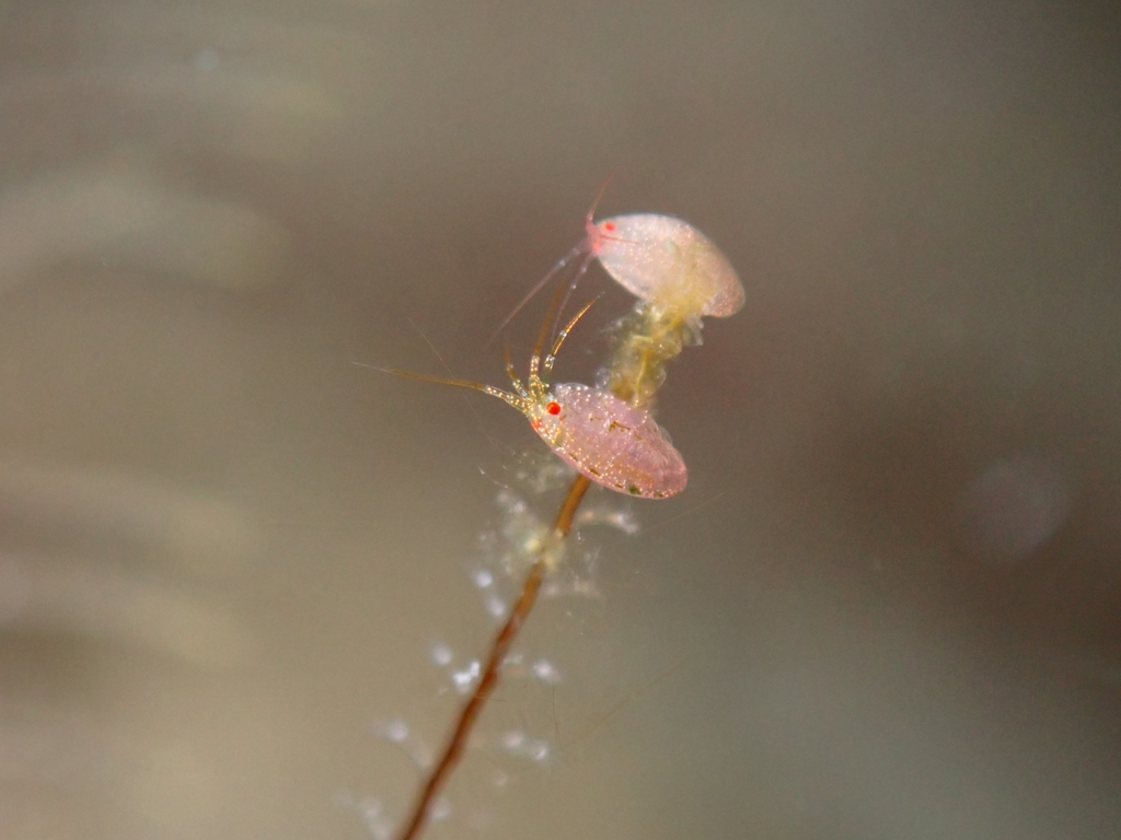 Stenothoidae from Semporna, MY-SA, MY on January 4, 2025 at 09:08 PM by ...