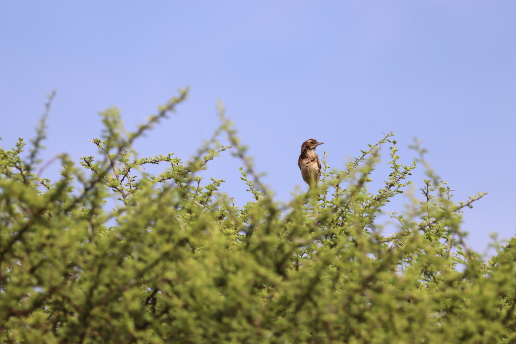 Old World Flycatchers, Robins, and Chats in January 2025 by TScheepers ...