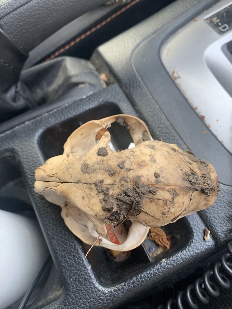 Domestic Cat from W County Road 100 S, Linton, IN, US on January 4 ...