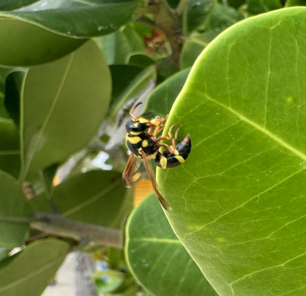 Potter and Mason Wasps from Chill Island Beach, Coco Cay, The Bahamas ...