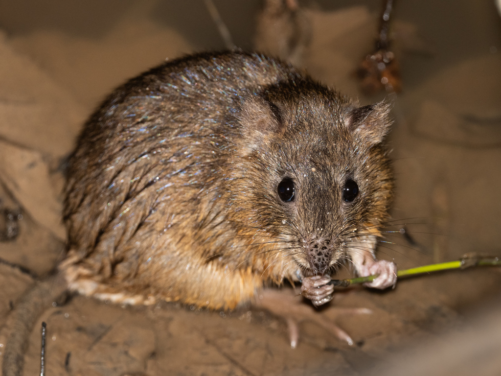 Amazonian Marsh Rat (Holochilus nanus) - Know Your Mammals