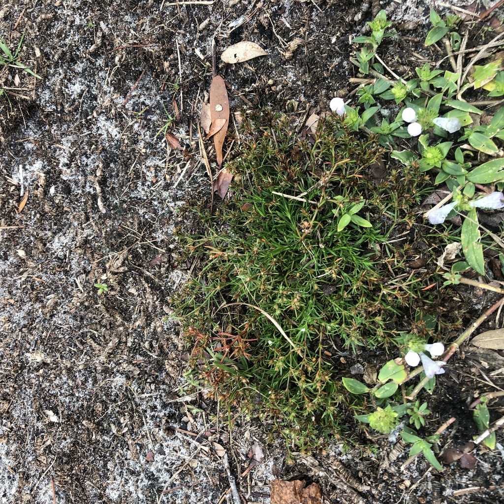 Rust Weed in December 2024 by Alex Y · iNaturalist