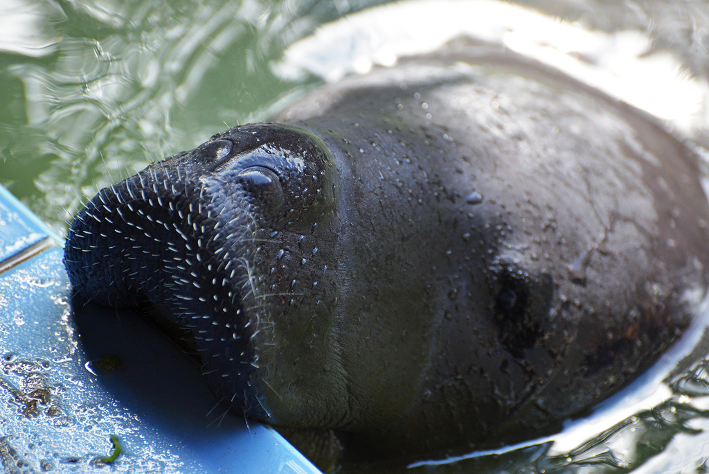 Amazonian Manatee (Trichechus inunguis) - Know Your Mammals