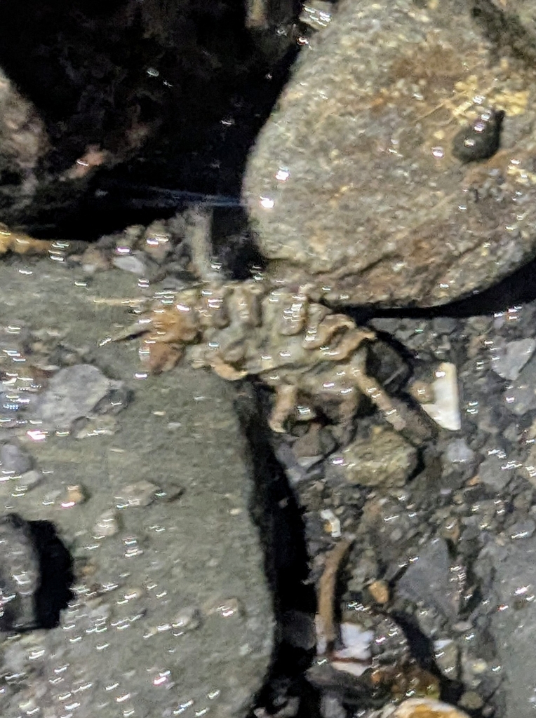 Rockweed isopod from Seward, AK, USA on January 3, 2025 at 08:54 PM by ...